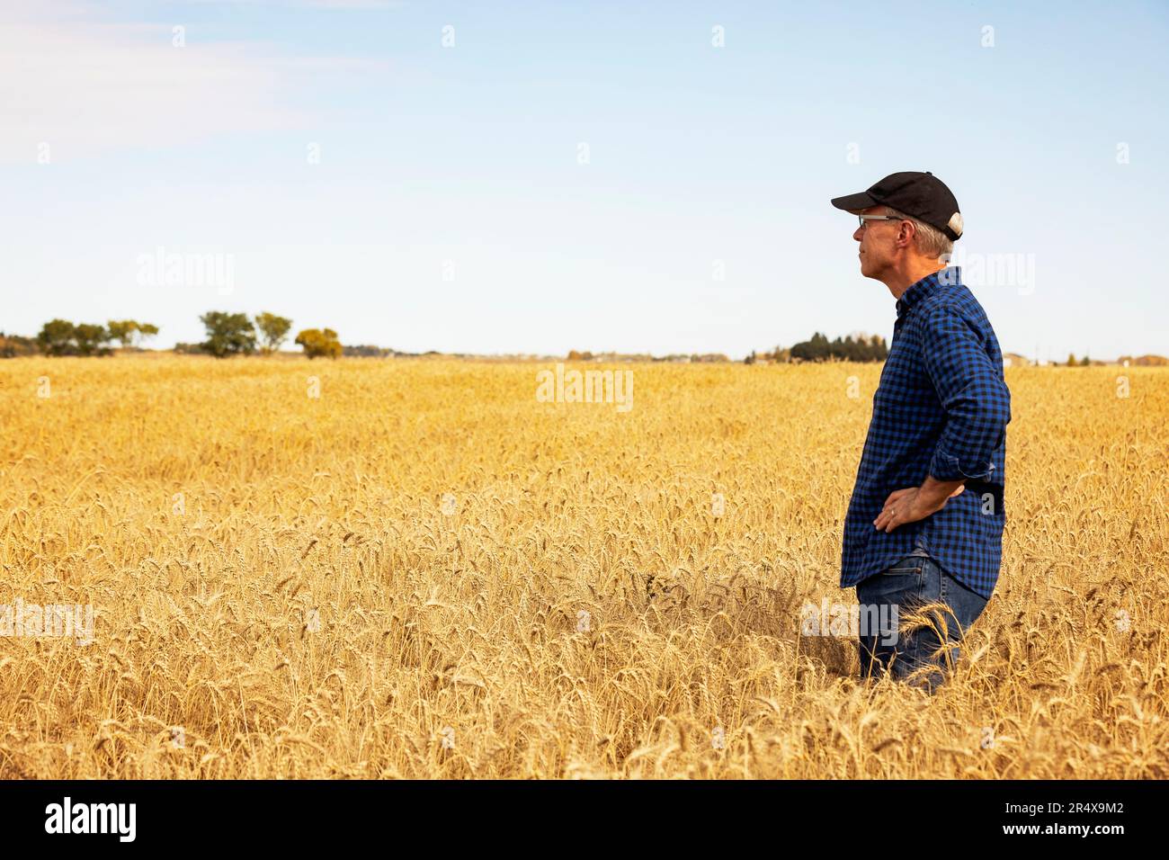 Side view of a farmer standing in a fully ripened grain field during ...
