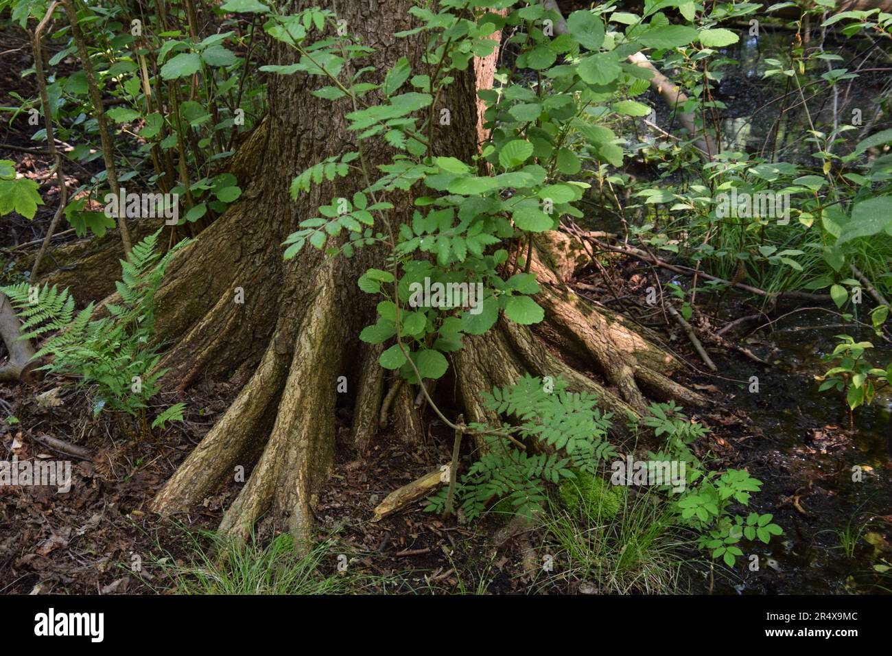 Root of a tree background hi-res stock photography and images - Alamy