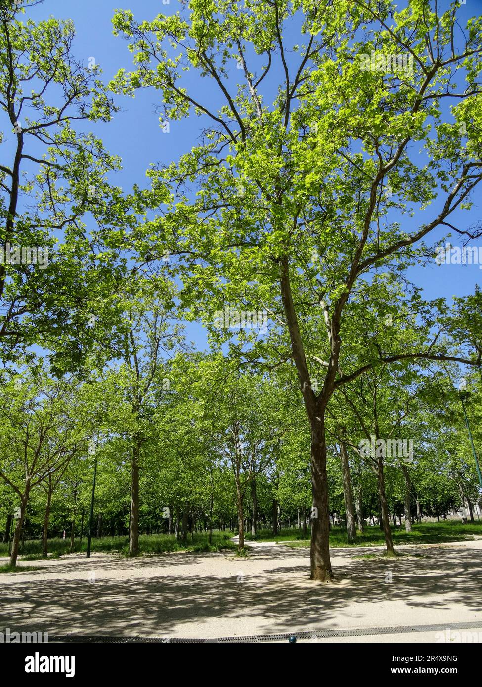 View around / in the glorious public Parc floral de Pari, France, in ...