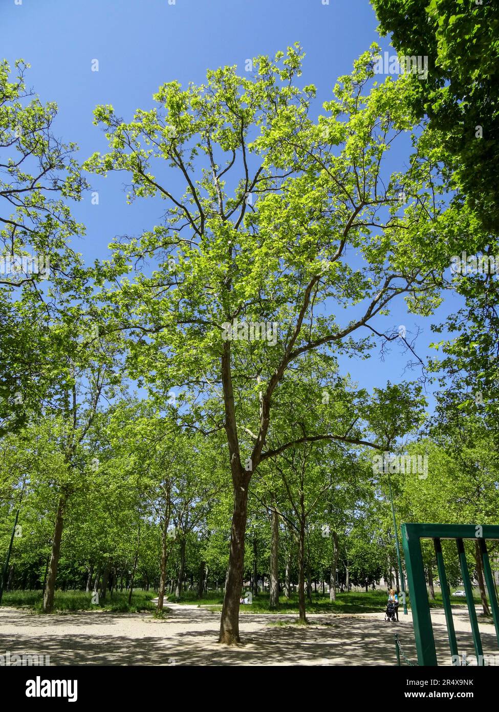 View around / in the glorious public Parc floral de Pari, France, in ...