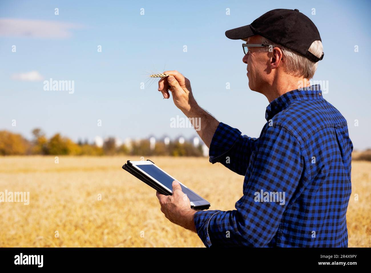 Farmer using a tablet to manage his harvest while standing in a fully ...