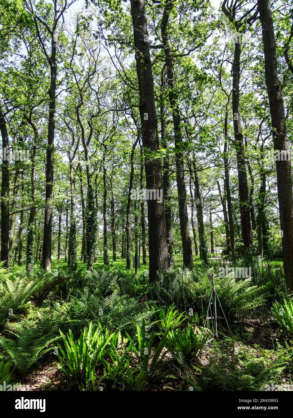 View around / in the glorious public Parc floral de Pari, France, in ...