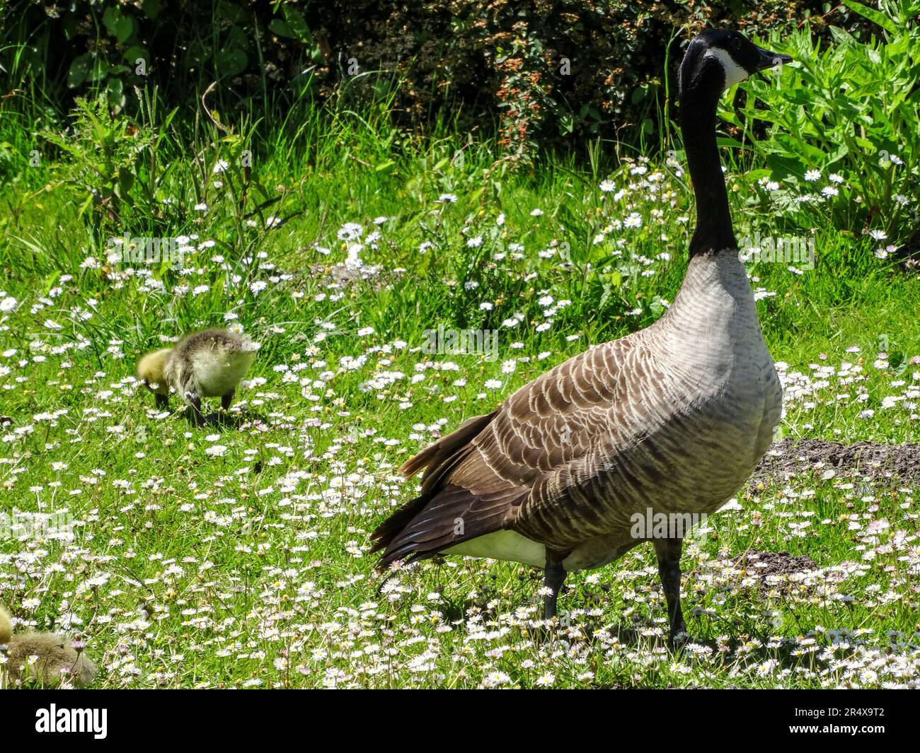 Canada goose / gosling, Branta canadensis, in the beautiful springtime ...