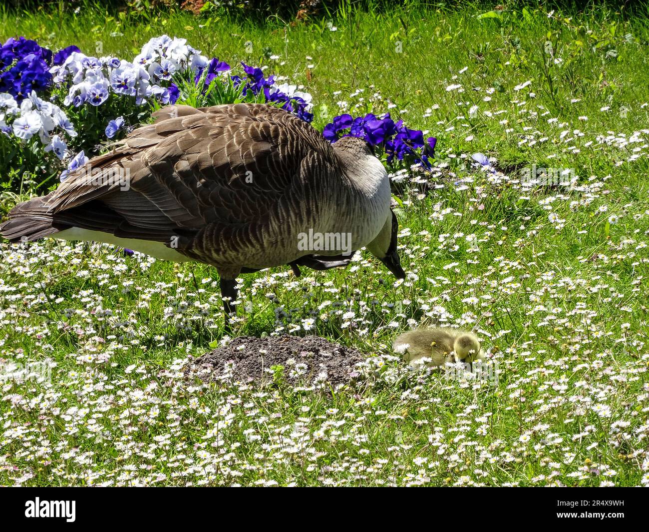 Canada goose / gosling, Branta canadensis, in the beautiful springtime ...