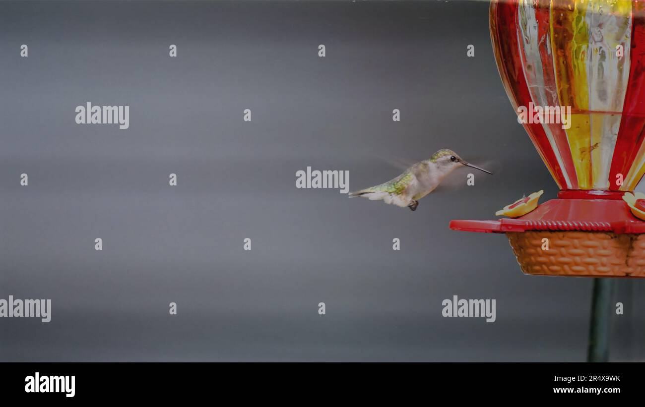 Tiny Hummingbird in flight at the backyard feeder for graphic resources ...