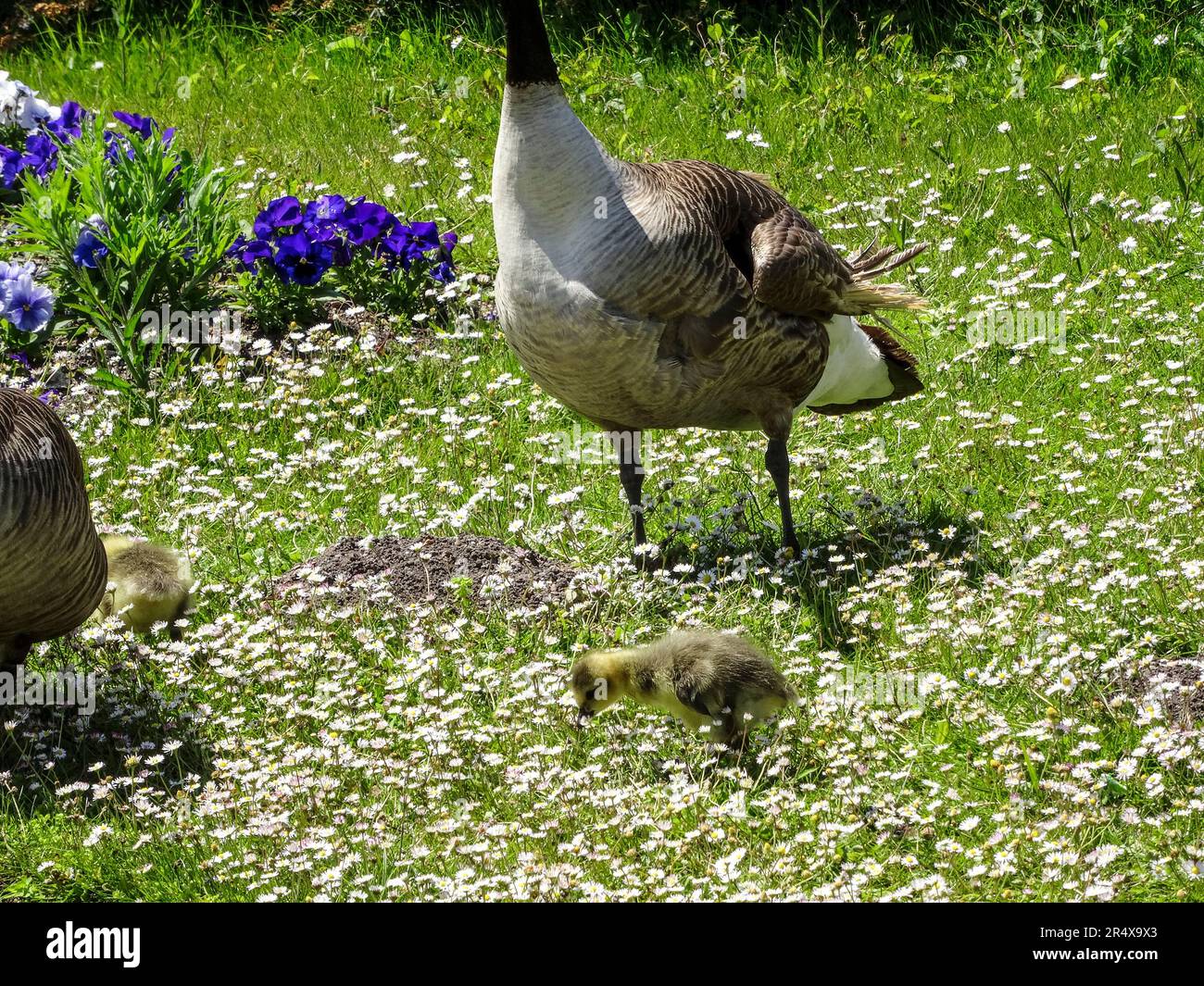 Canada goose / gosling, Branta canadensis, in the beautiful springtime ...
