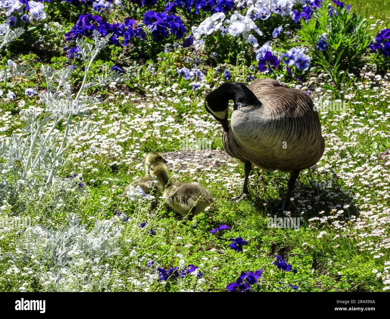 Canada goose / gosling, Branta canadensis, in the beautiful springtime ...