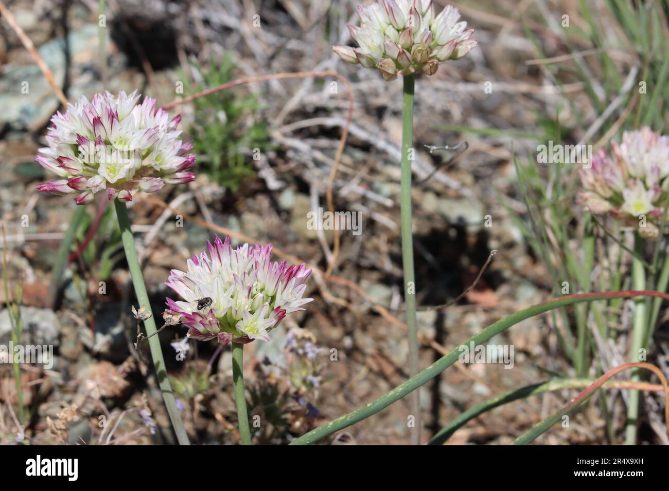 Allium diabolense hi-res stock photography and images - Alamy