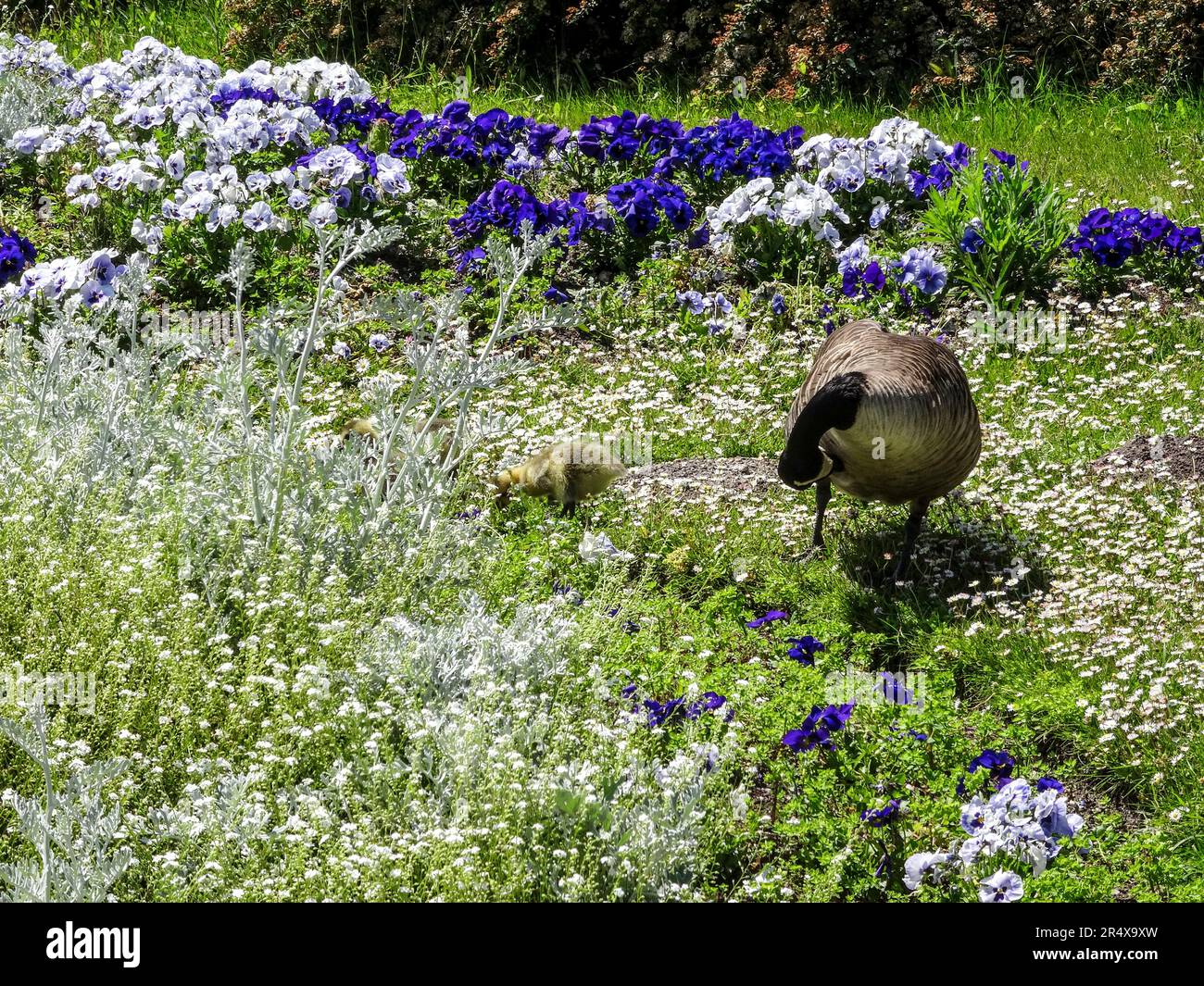 Canada goose / gosling, Branta canadensis, in the beautiful springtime ...