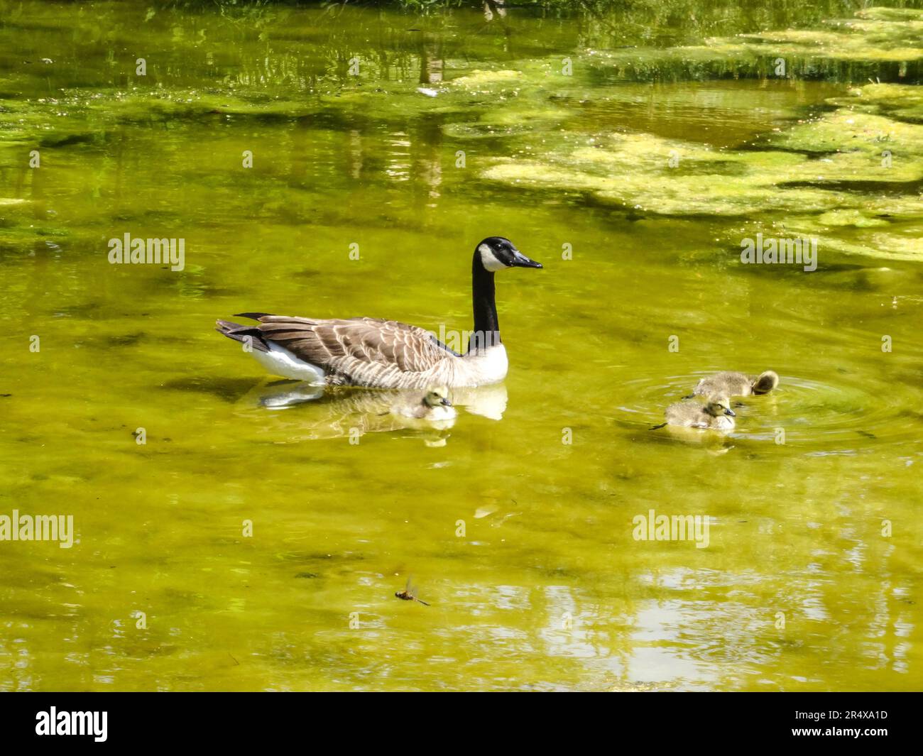 Canada goose / gosling, Branta canadensis, in the beautiful springtime ...