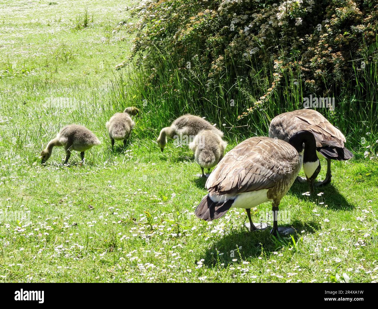Canada goose / gosling, Branta canadensis, in the beautiful springtime ...