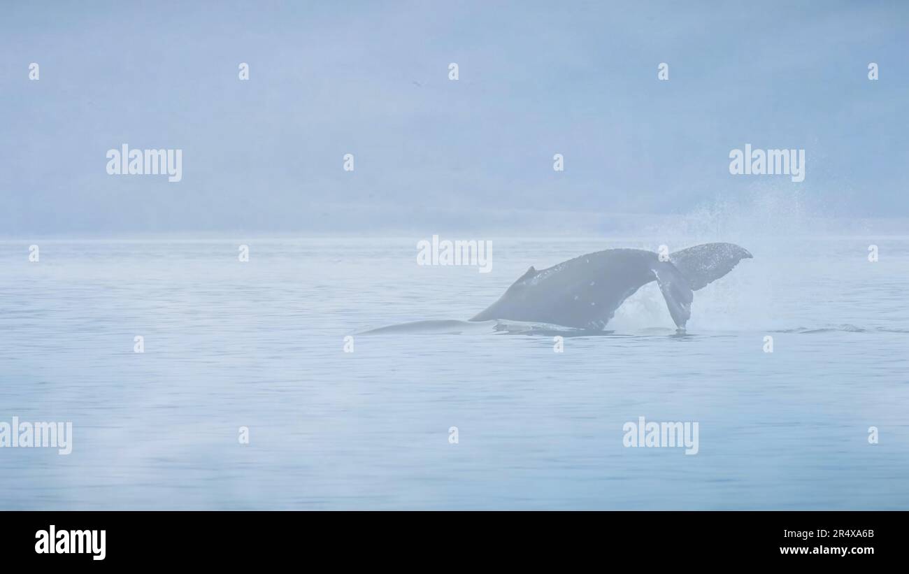 Humpback whale tail splashing on top the water for graphic resources ...