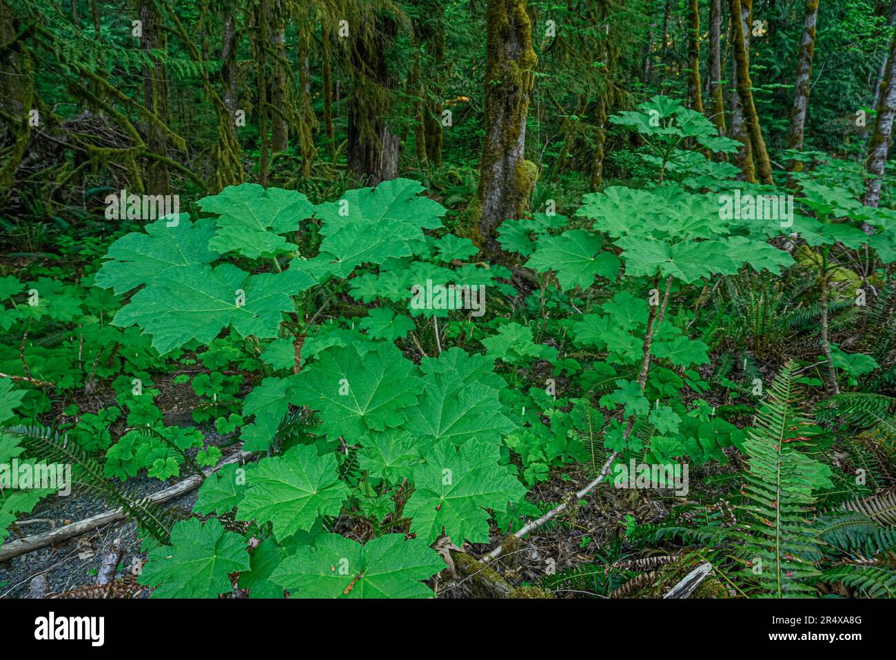 Devil's Club plants, Rosewall Creek Provincial Park, Fanny Bay, British ...