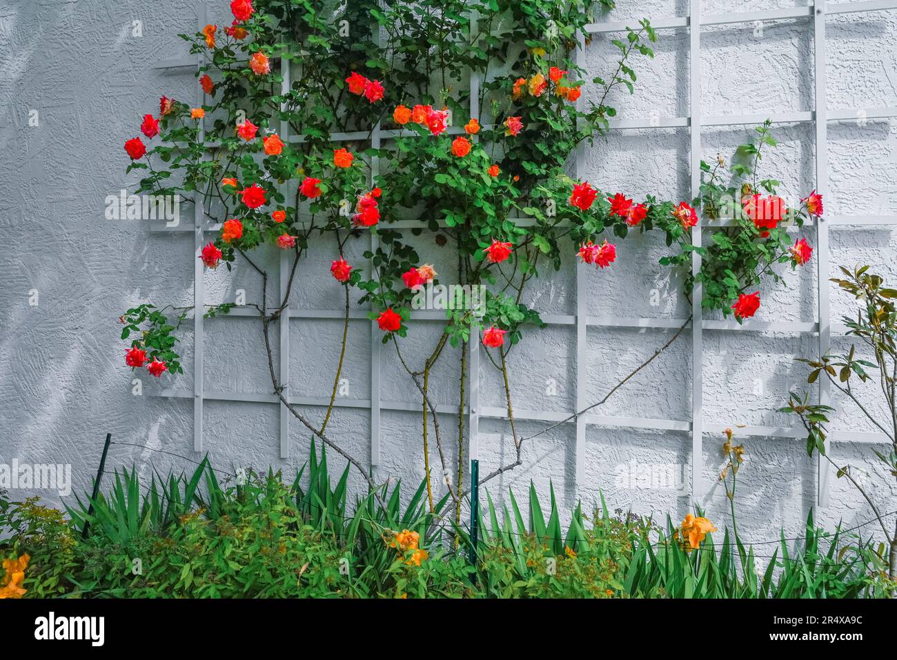 Joseph's Coat Rose, Rosa 'Joseph's Coat', climbing rose, trellis Stock ...