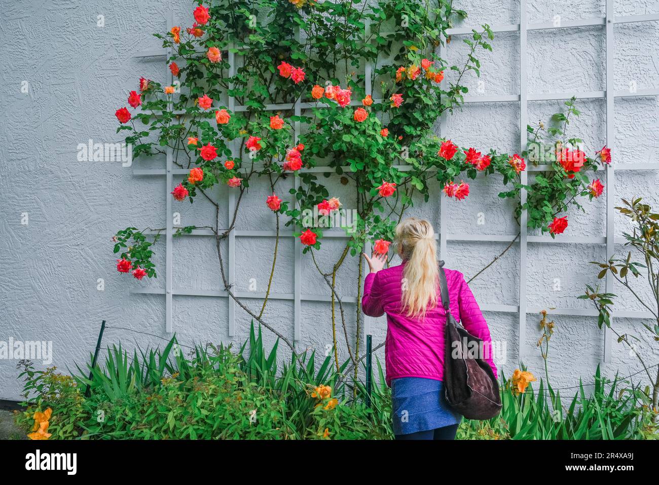 Josephs Coat Climbing Rose