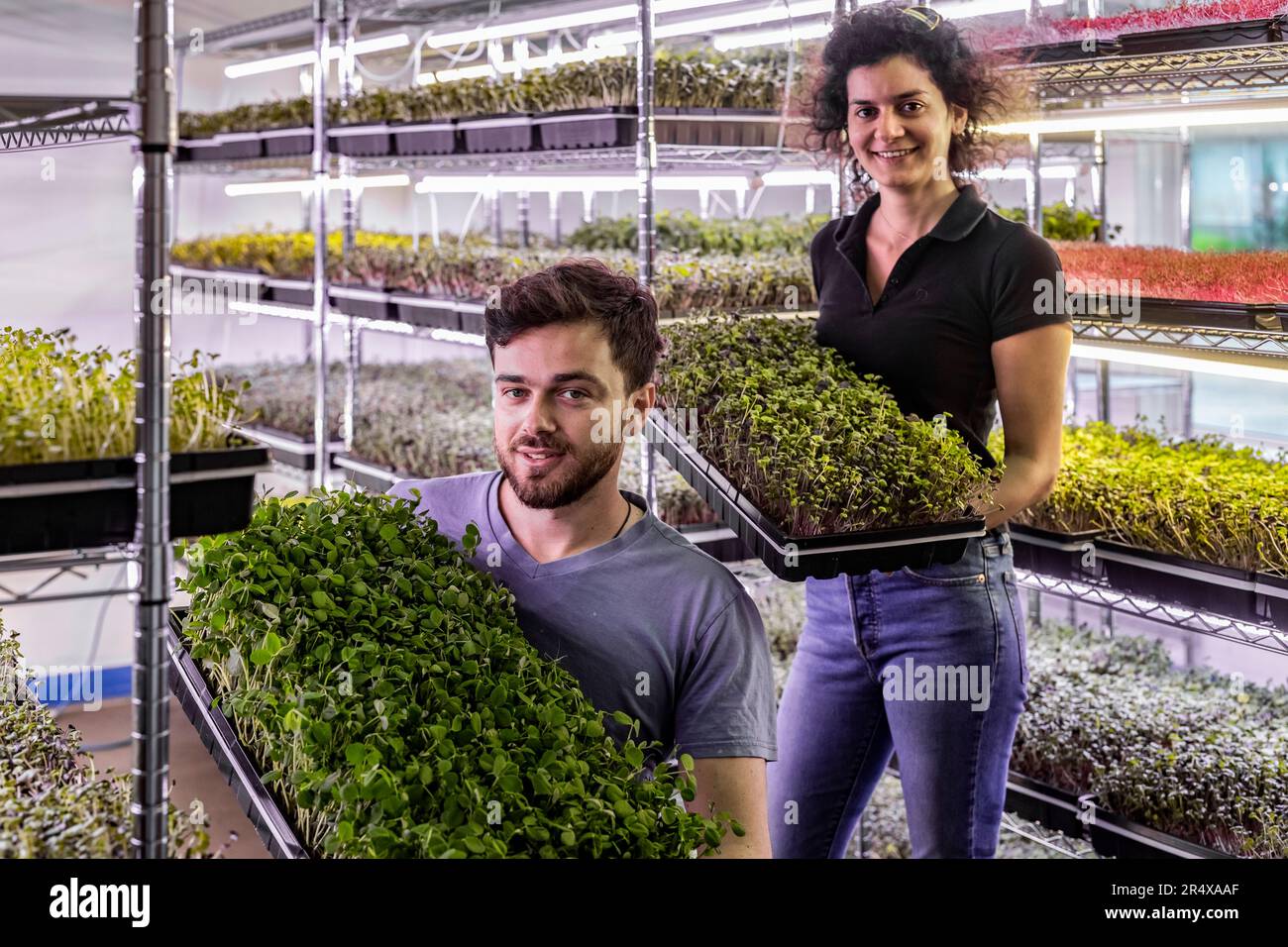 Business owners display a variety of microgreens growing in trays ...