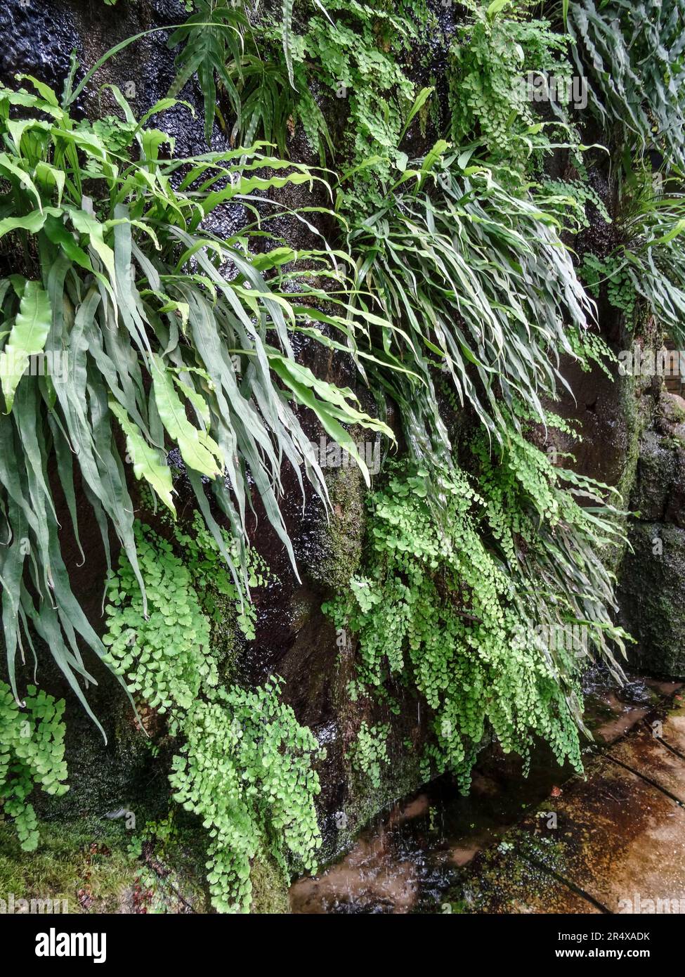 Close up natural patterns and natures chaos on a living wall in the ...