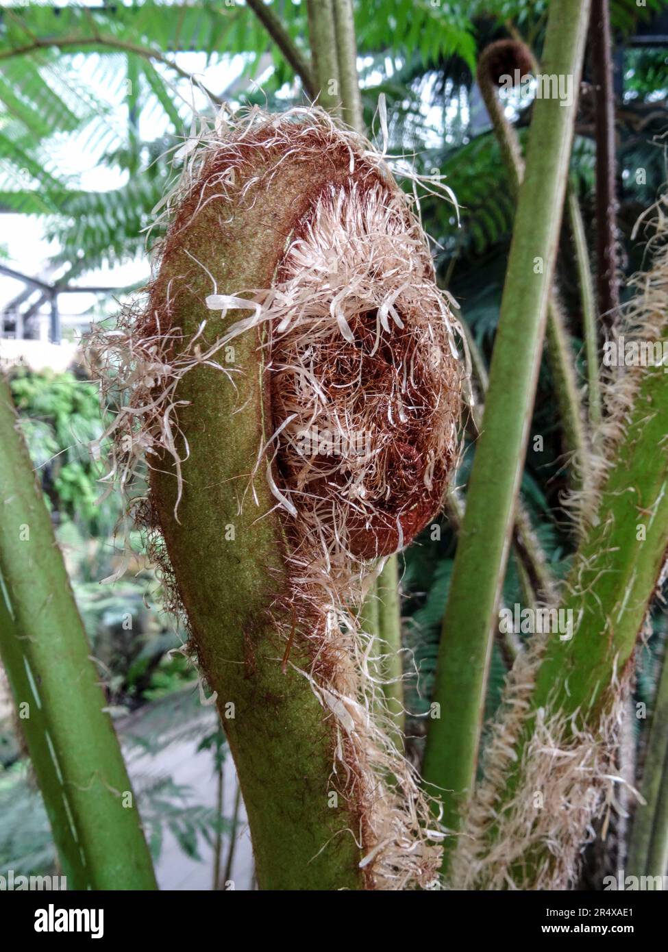 Chaos in nature. Close up natural plant portrait of tree fern ...