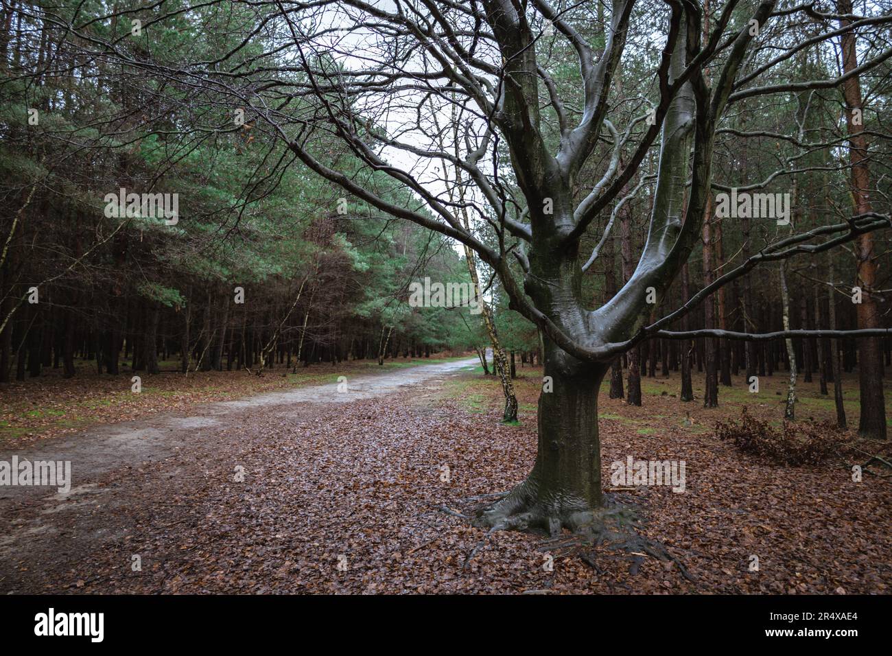 Tunstall forest hi-res stock photography and images - Alamy