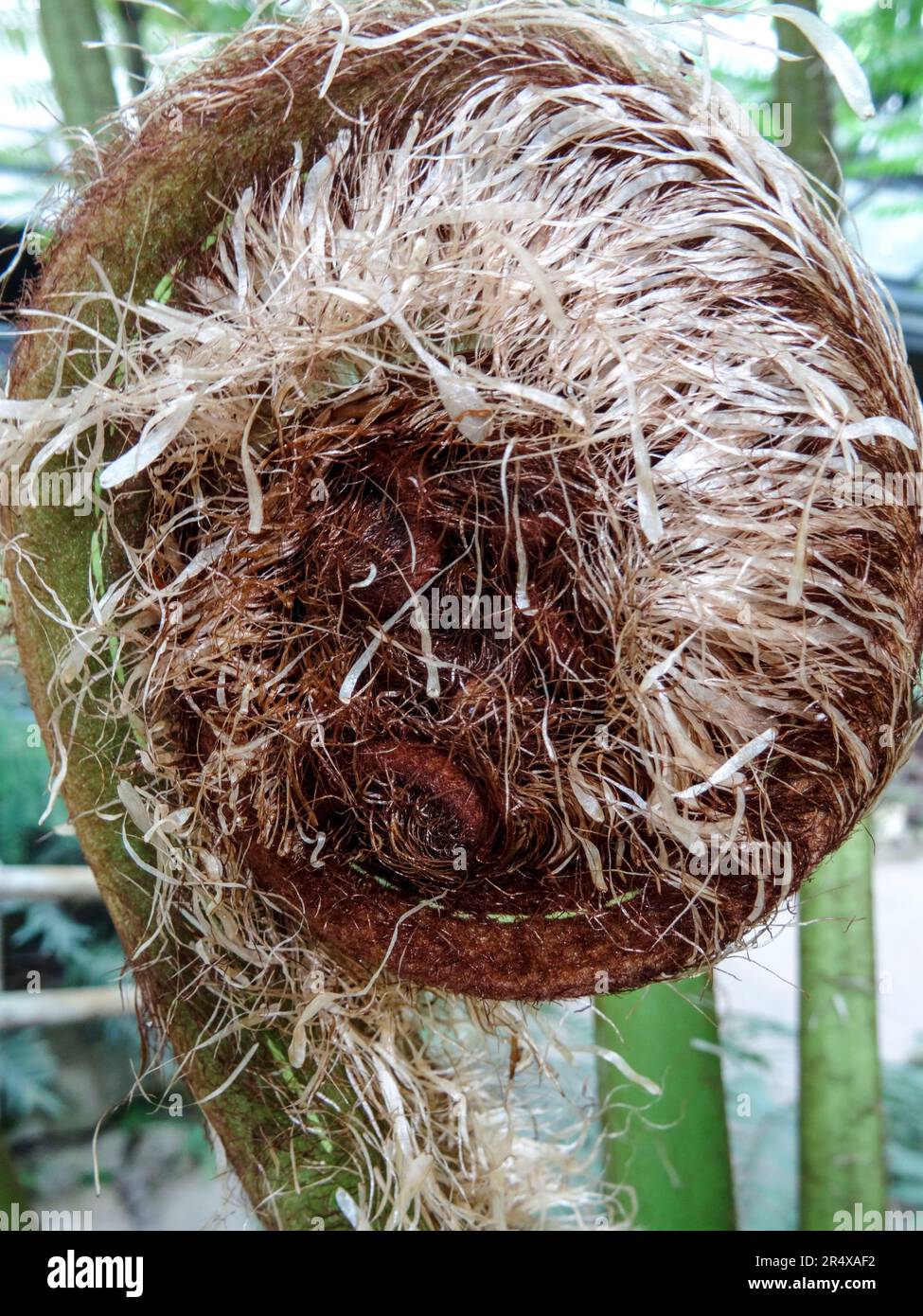 Chaos in nature. Close up natural plant portrait of tree fern ...
