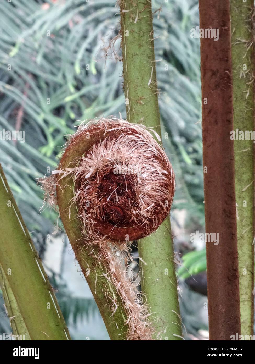 Chaos in nature. Close up natural plant portrait of tree fern ...