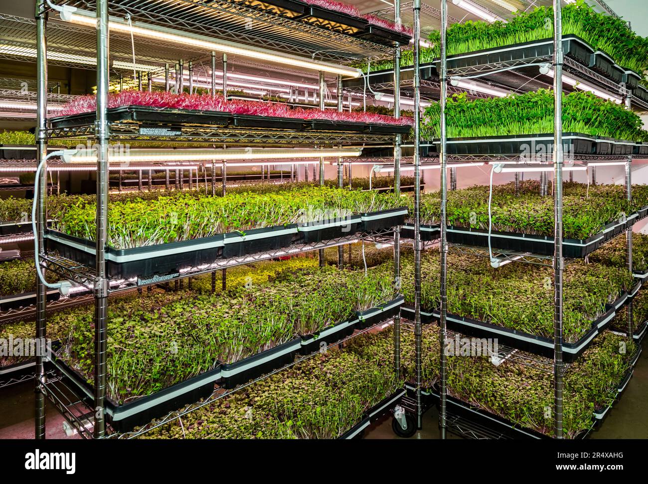 Variety of microgreens growing in trays; Edmonton, Alberta, Canada ...