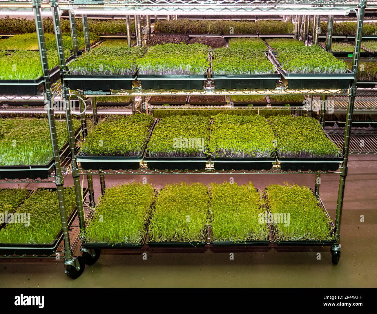 Microgreens growing in trays; Edmonton, Alberta, Canada Stock Photo - Alamy