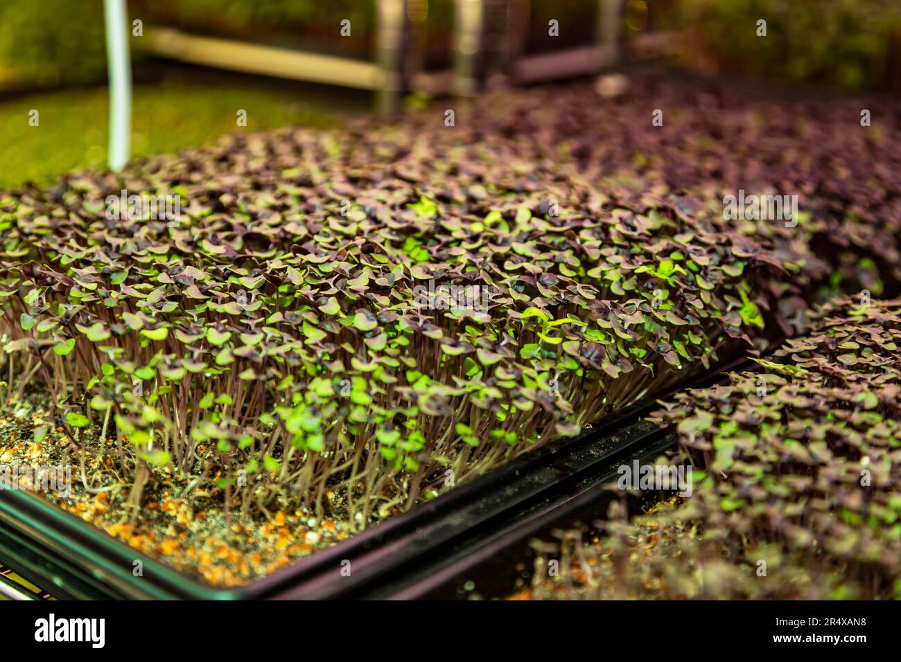 Microgreens growing under lights on an urban farm; Edmonton, Alberta ...