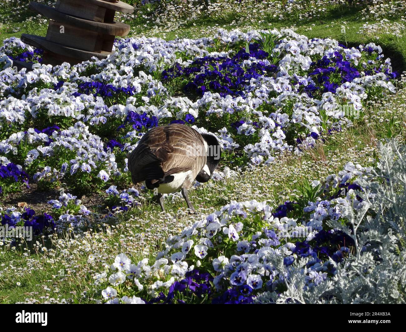 Canada goose / gosling, Branta canadensis, in the beautiful springtime ...
