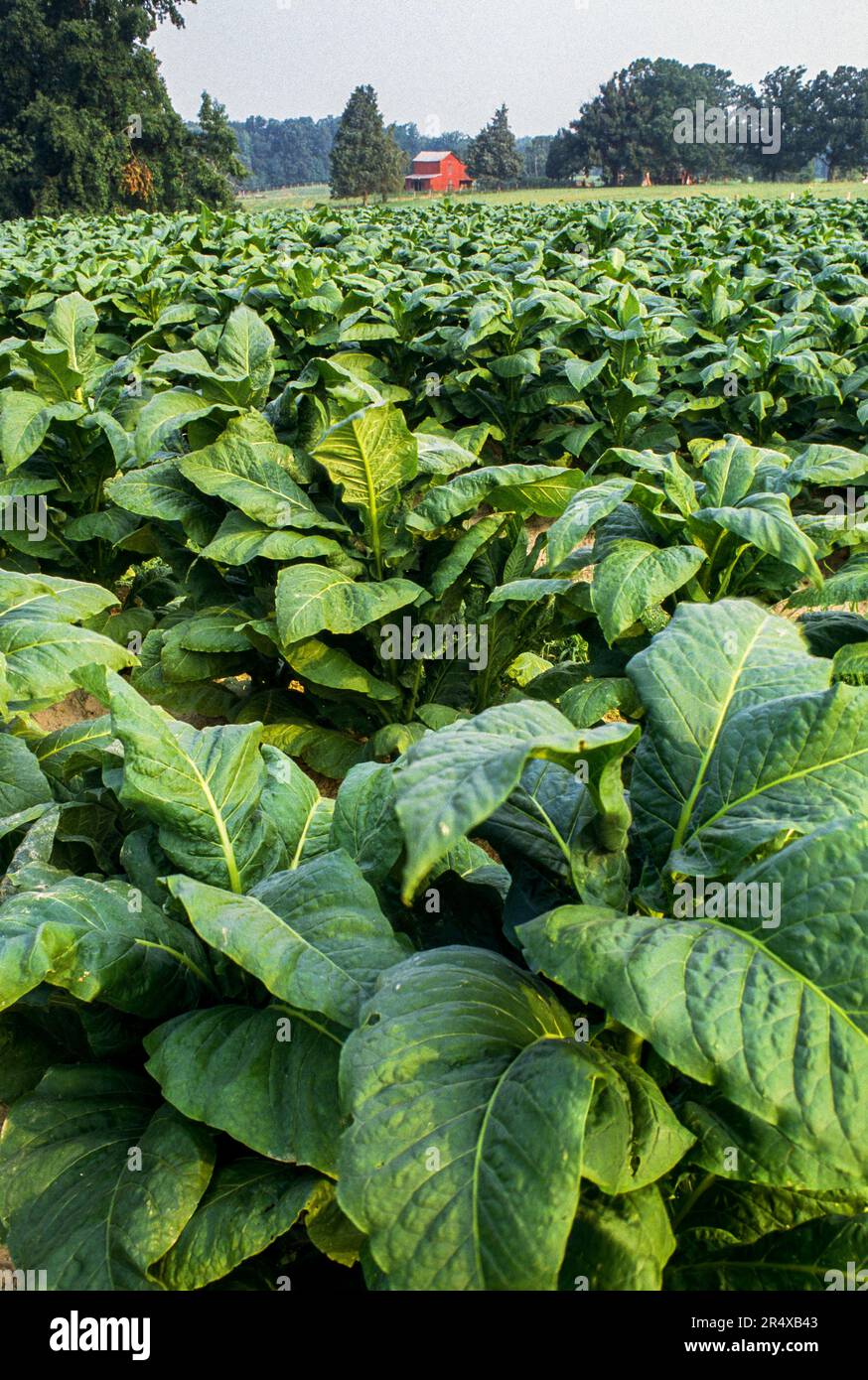 Controversial plants hi-res stock photography and images - Alamy