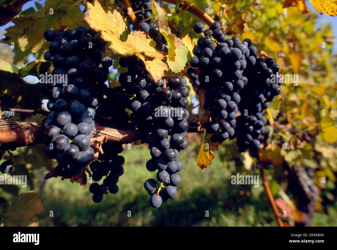 Black grapes growing on a vine in the Napa Valley of California, USA ...