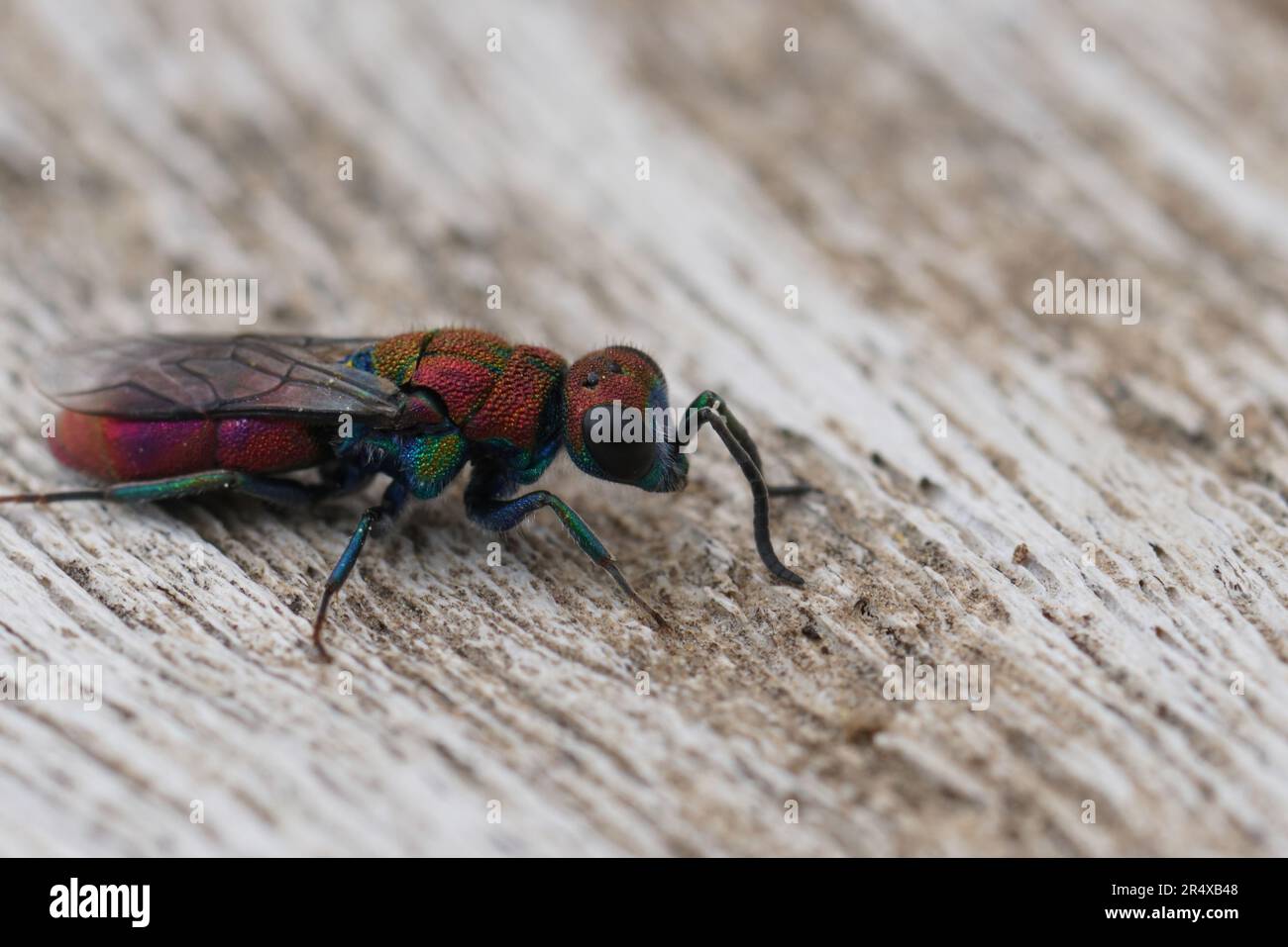 Natural colorful detailed closeup on a large jewel wasp, Chrysura ...