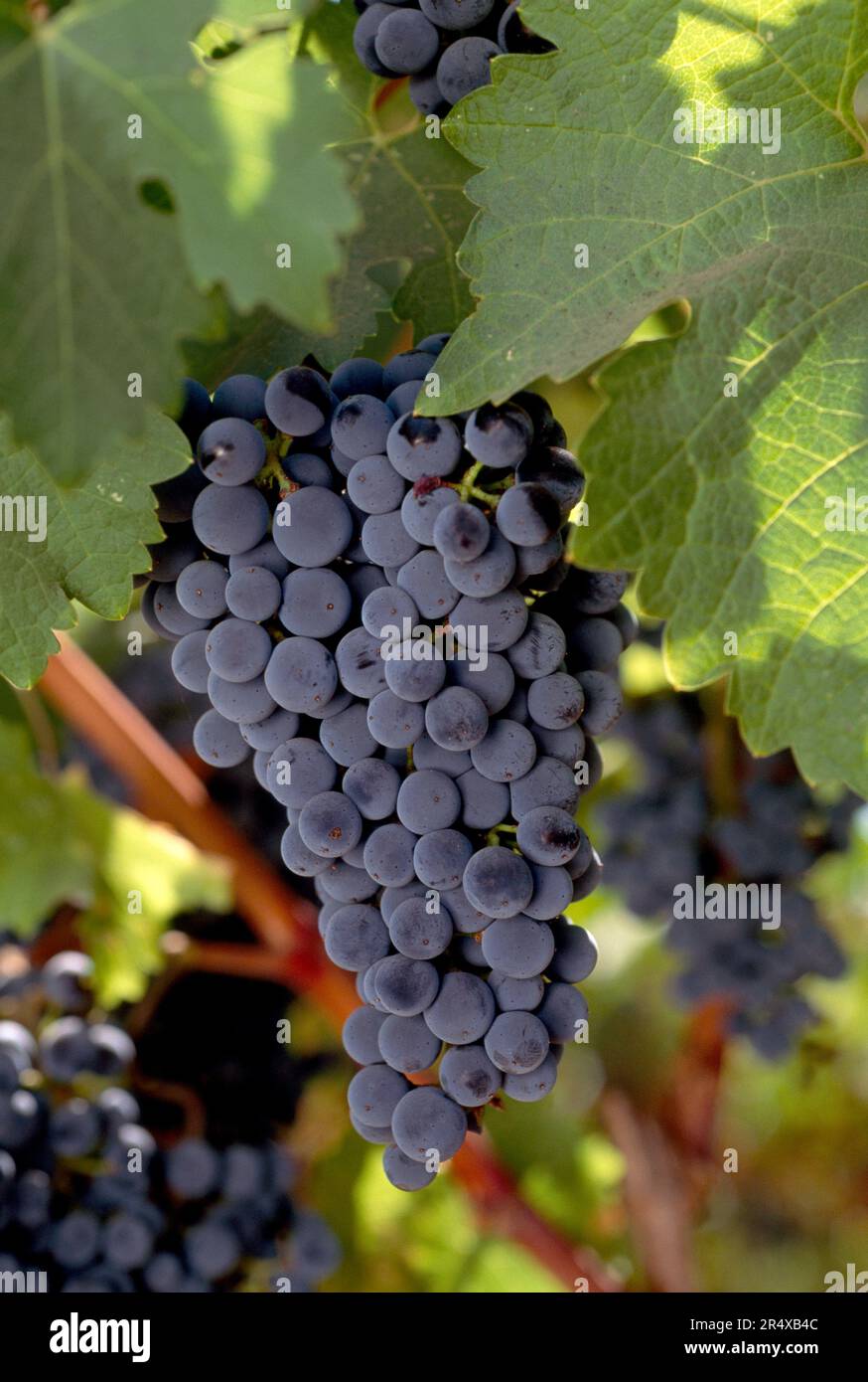Beautiful cluster of grapes on the vine in sunlight in the Napa Valley ...