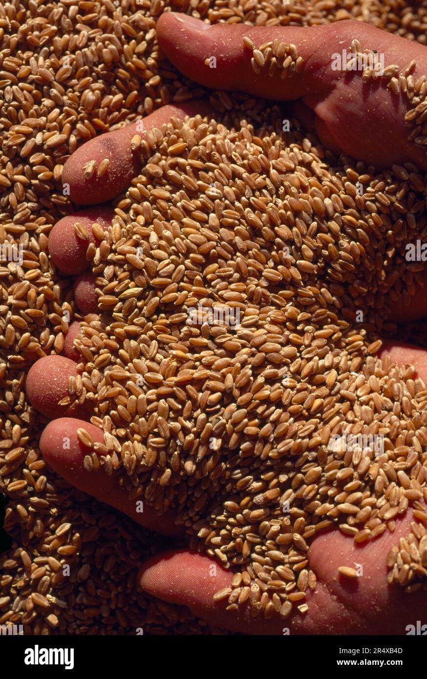 Handful of wheat hi-res stock photography and images - Alamy