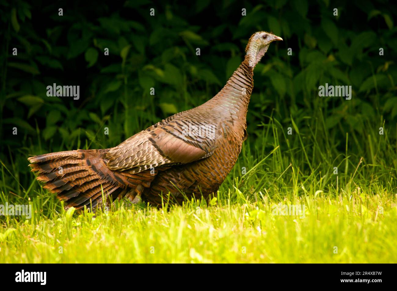 Wild turkey (Meleagris gallopavo) in a clearing in Great Smoky ...