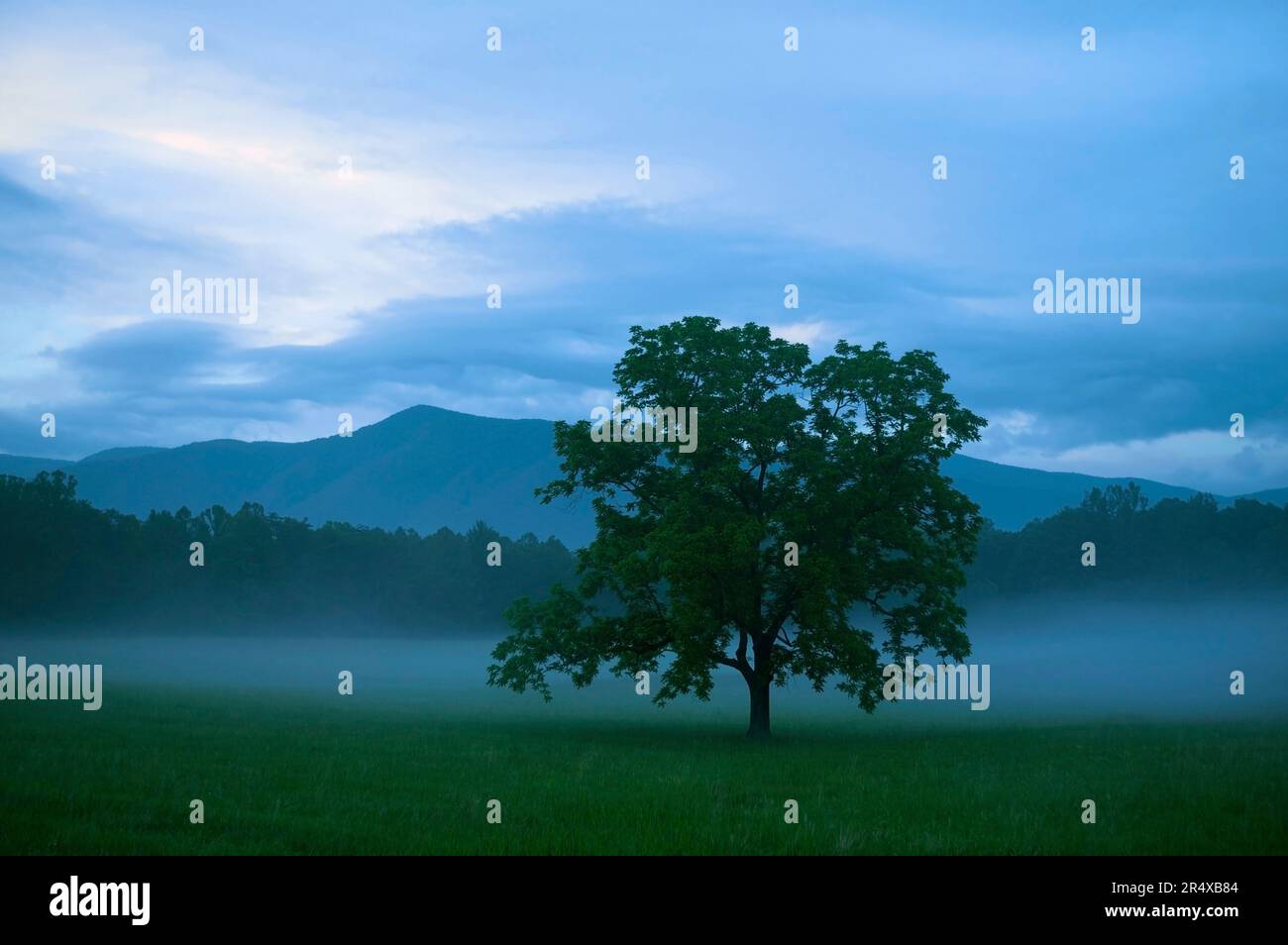 Lone Hickory tree in a misty landscape at Cades Cove, Great Smoky ...
