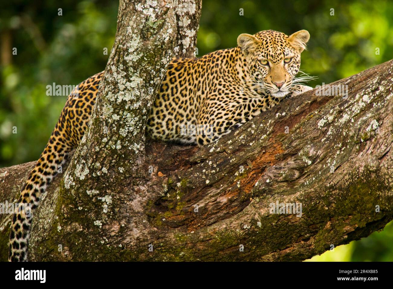 Young female Leopard (Panthera pardus) perching on a tree; Tanzania ...