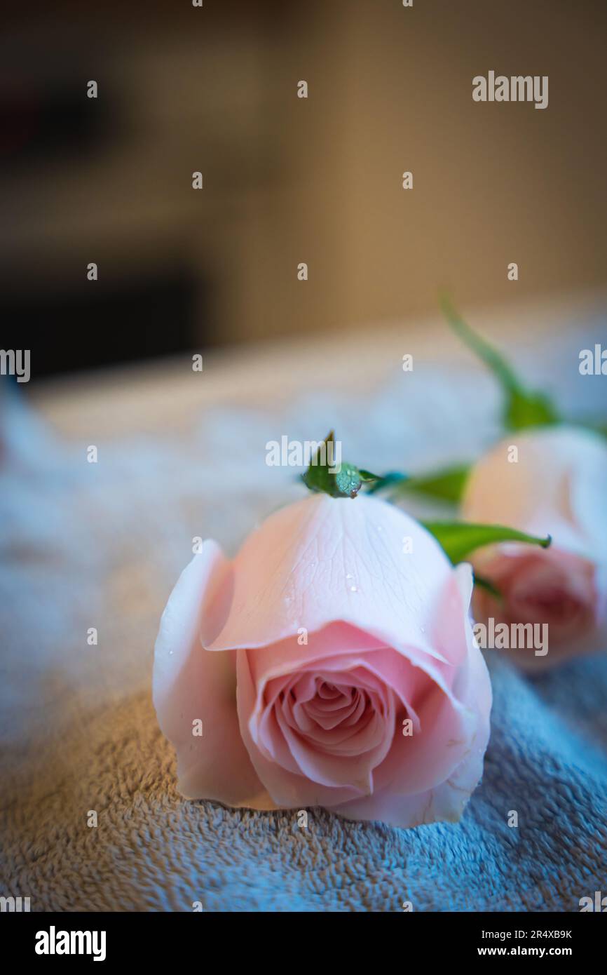 Embrace the beauty of a pink rose. Let its delicate petals and timeless ...