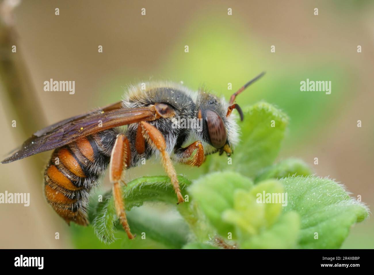 Natural closeup on the colorful Spotted red resin bee, Rhodanthidium ...