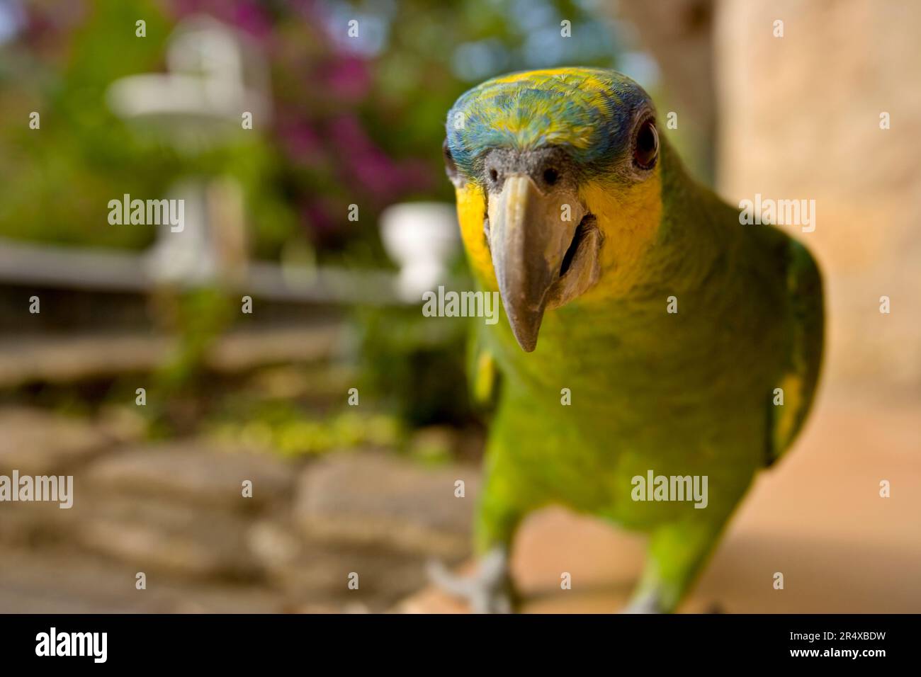 Parrot looks right in the lens of the camera at a Nature Farm; Tobago ...