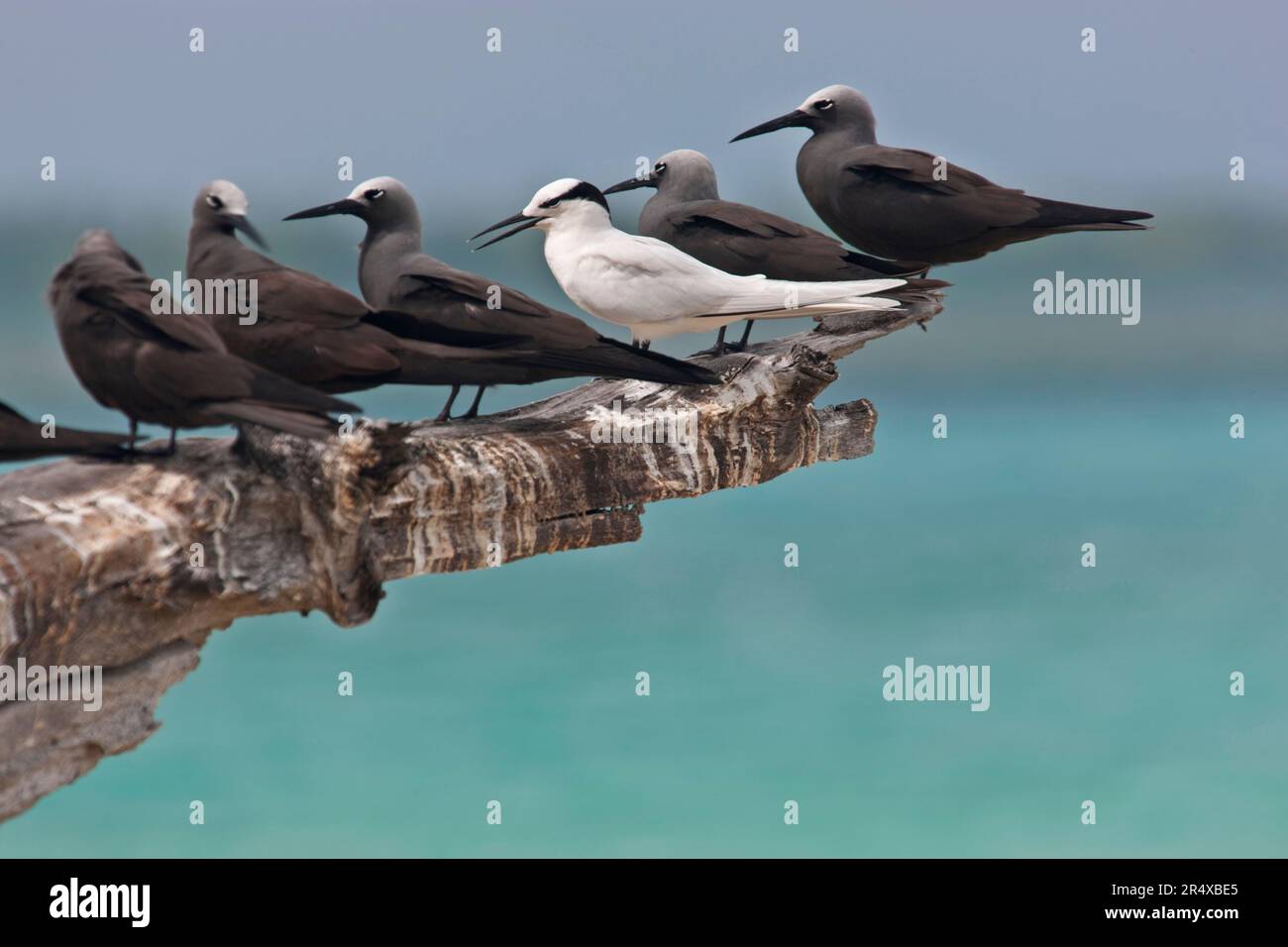 Indian seabirds hi-res stock photography and images - Alamy