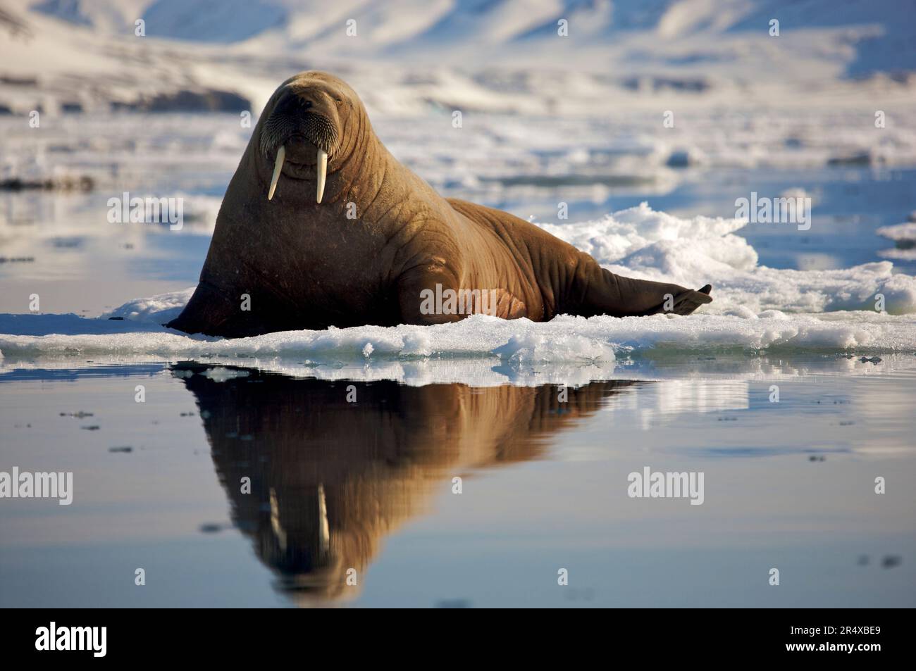 Female Walrus (Odobenus rosmarus) on ice; Hornsund, Spitsbergen ...