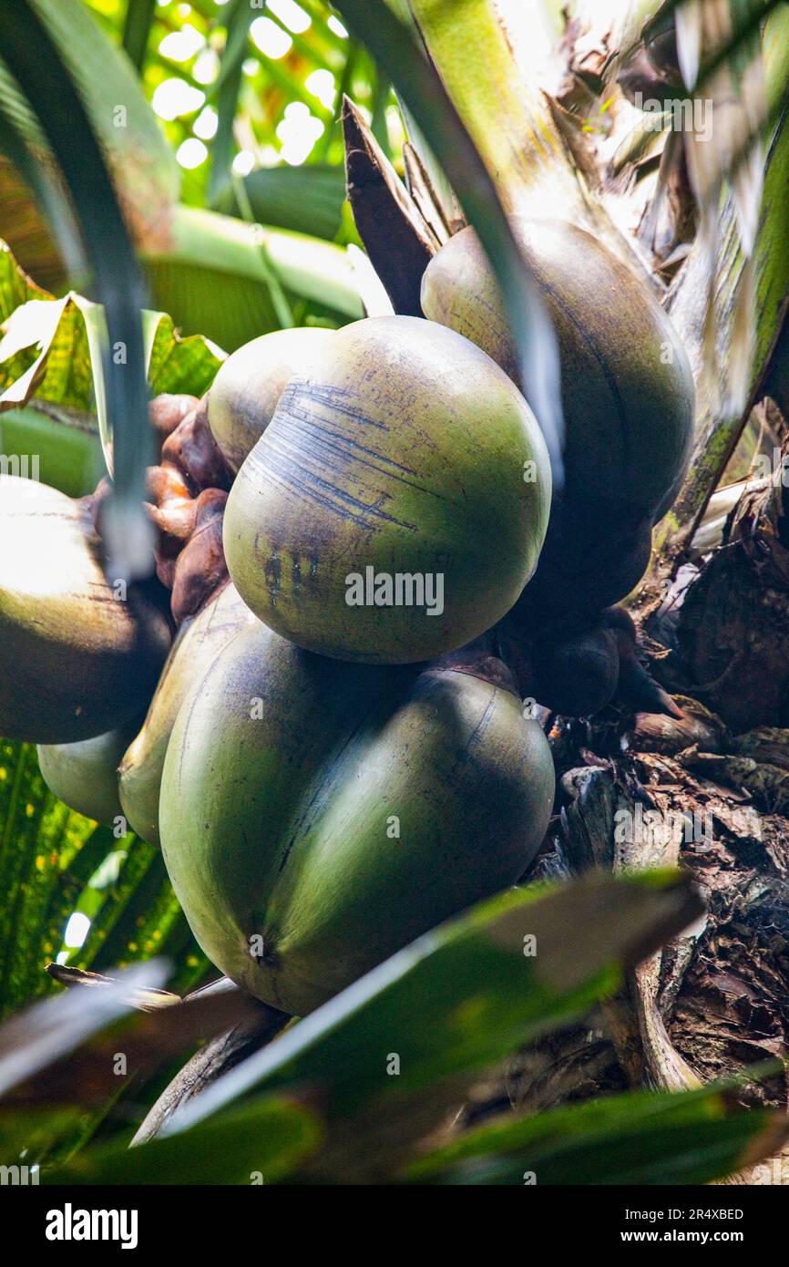 Un-ripened, exotic fruits grow from a tree; Seychelles Stock Photo - Alamy