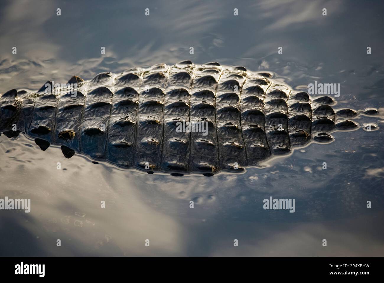 Back of an Alligator (Alligator mississippiensis) near Anhinga trail in ...