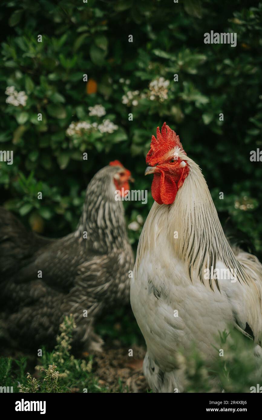 Couple roosters hi-res stock photography and images - Alamy