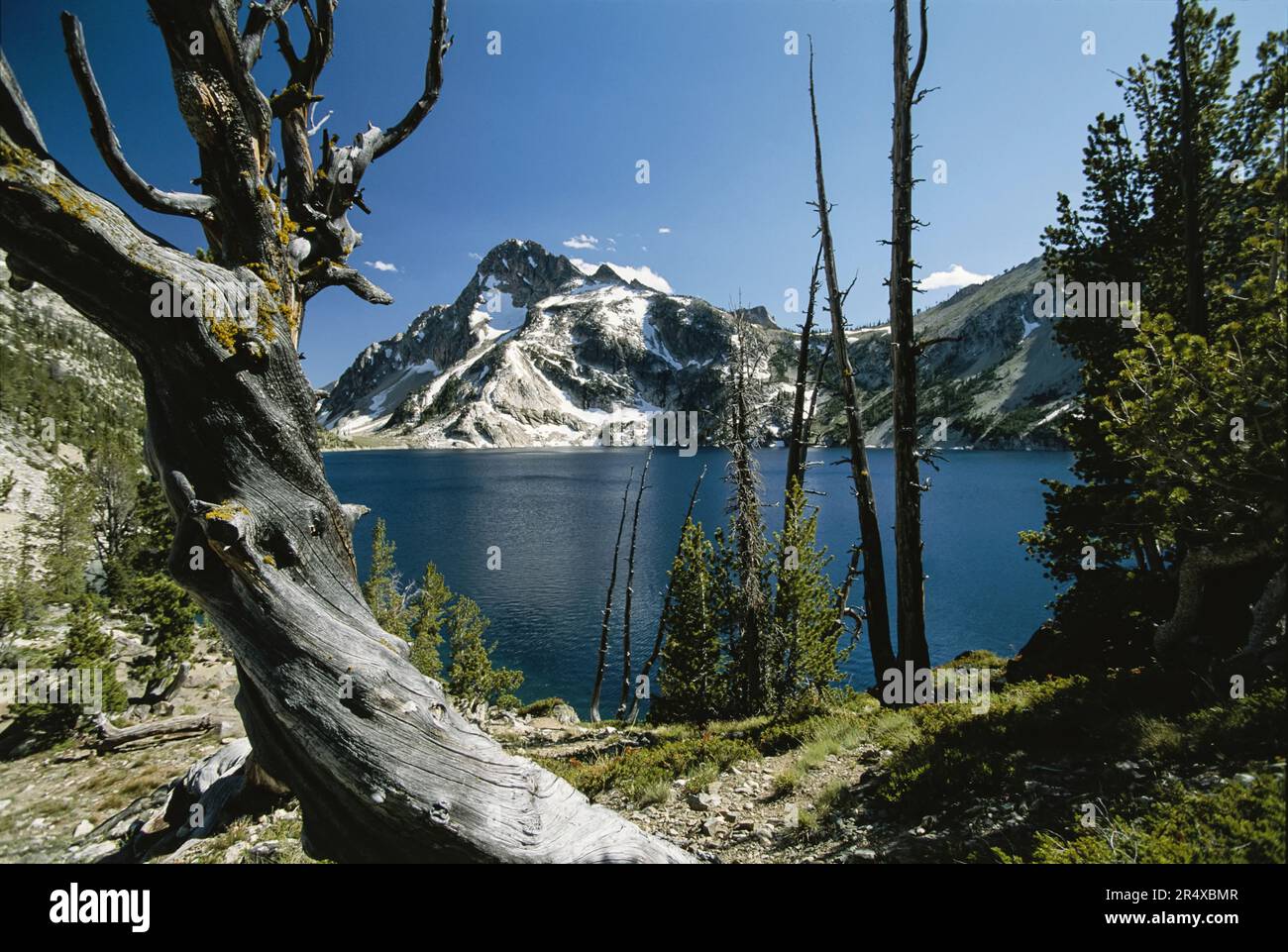 Dead tree trunks stand near the edge of a mountain lake; Idaho, United ...