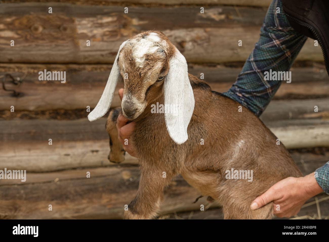 The Anglo-Nubian is a British breed of domestic goat. Little Nubian Long-eared baby goat Kid is ...