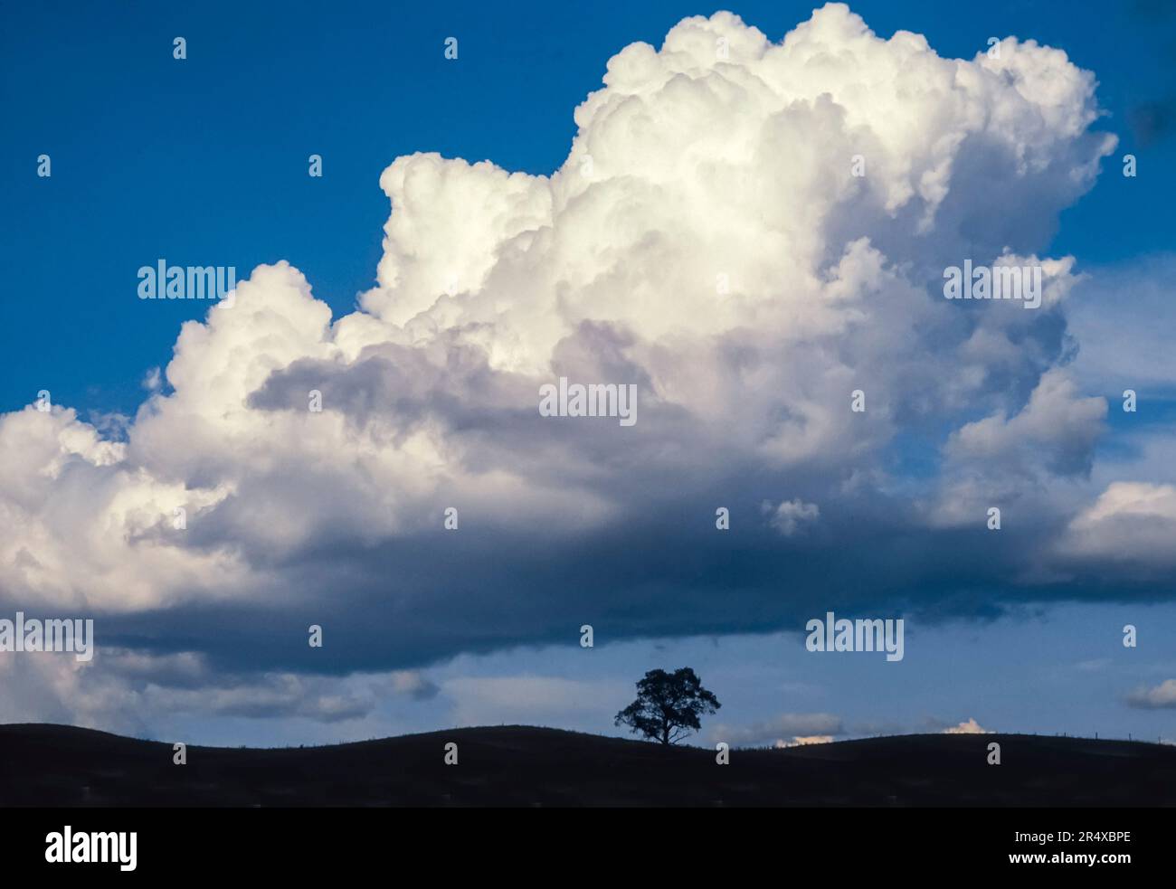 Large billowing cloud formation over a silhouetted tree on gently ...