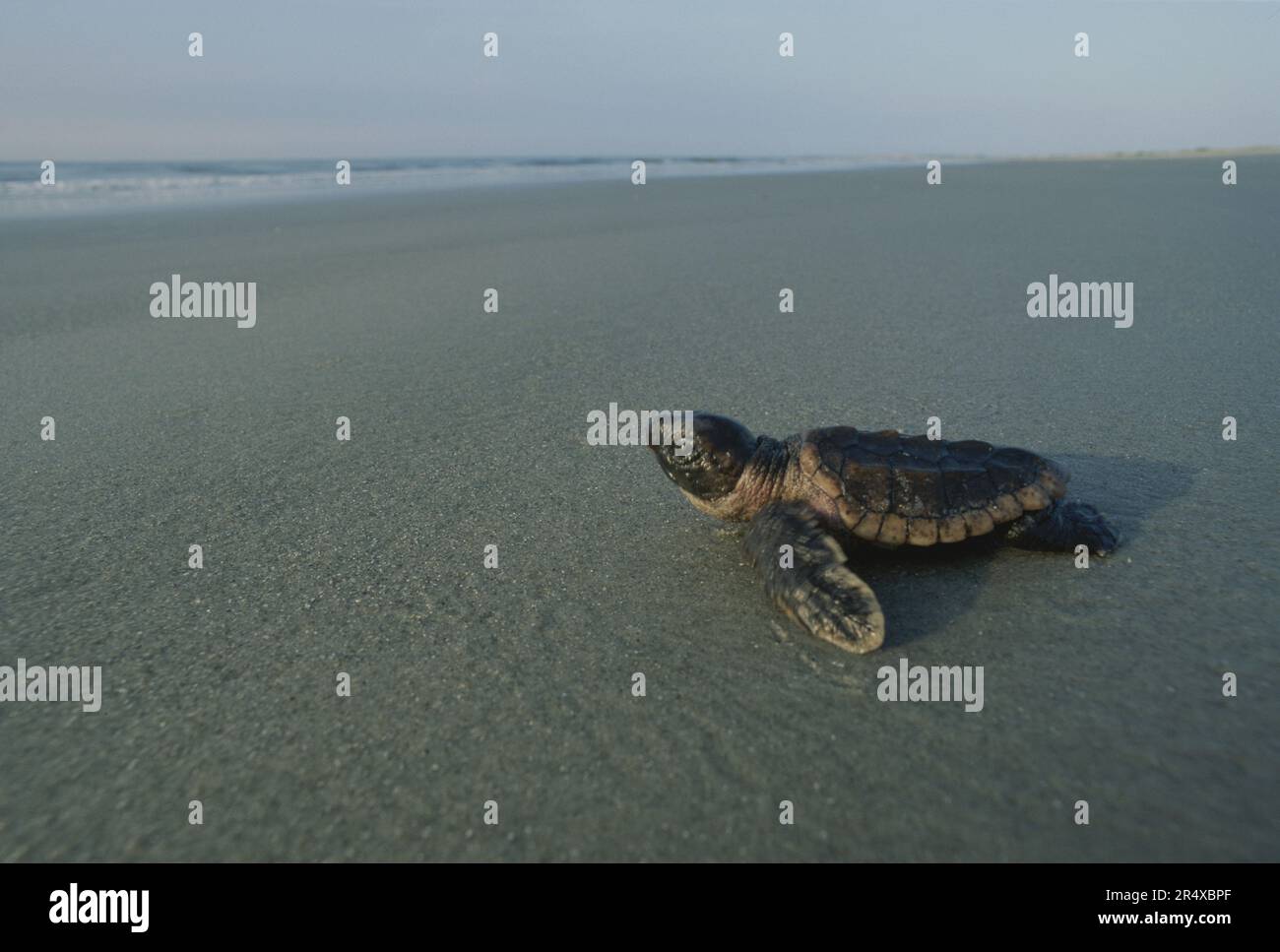 Juvenile loggerhead turtle hi-res stock photography and images - Alamy