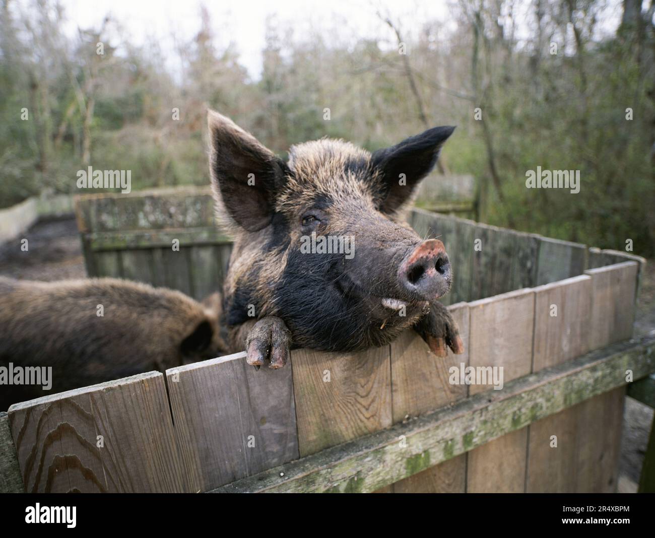 Pig (Sus domesticus) looks over the side of its pen; Middleton Place ...